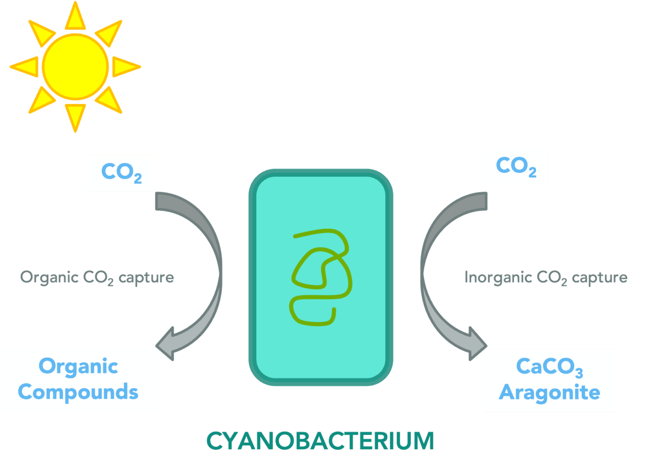 Aragonite Renewable Filler Sequesters Carbon Dioxide