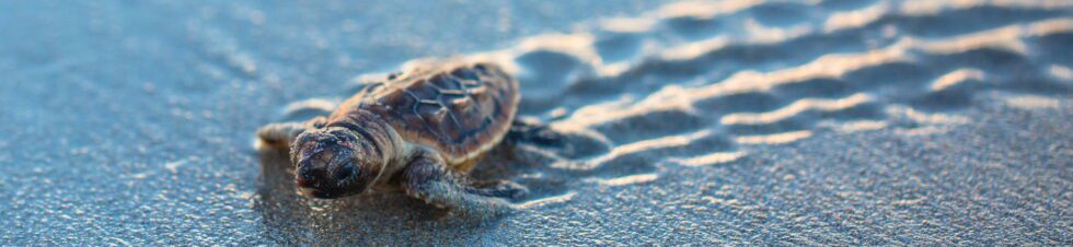 Sea Turtle Straw Fake Story | Get Facts - Phantom Plastics